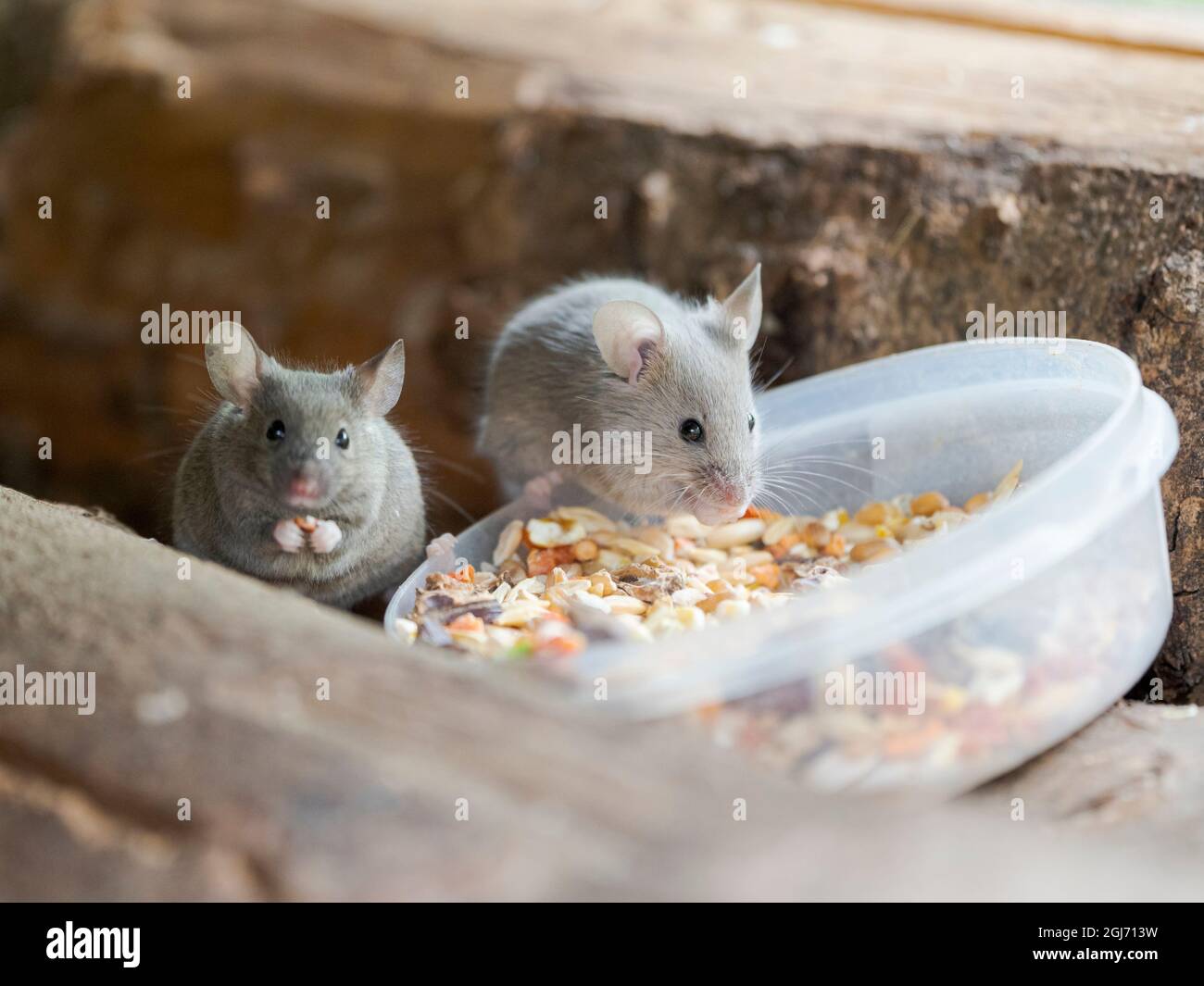 House mouse (Mus musculus) in Wildkatzendorf Huetscheroda (wildcat ...