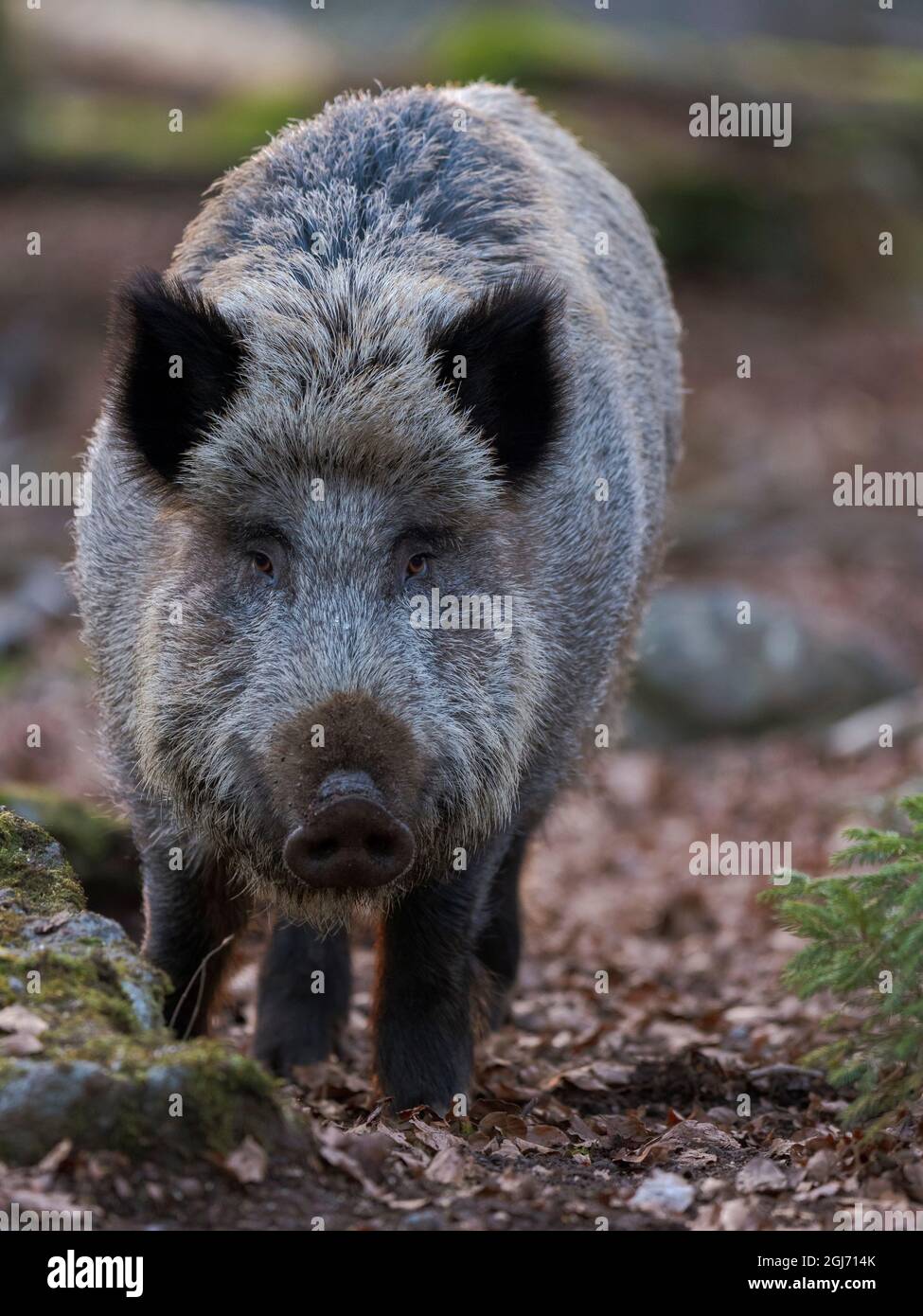 Wild boar (Eurasian wild pig, Sus scrofa) during winter in high forest ...