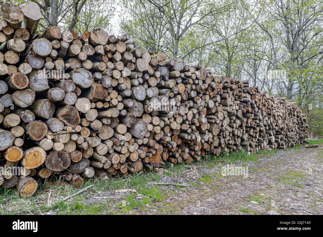 Huge pile of forest wood logs next to a dirt trail with trees with ...