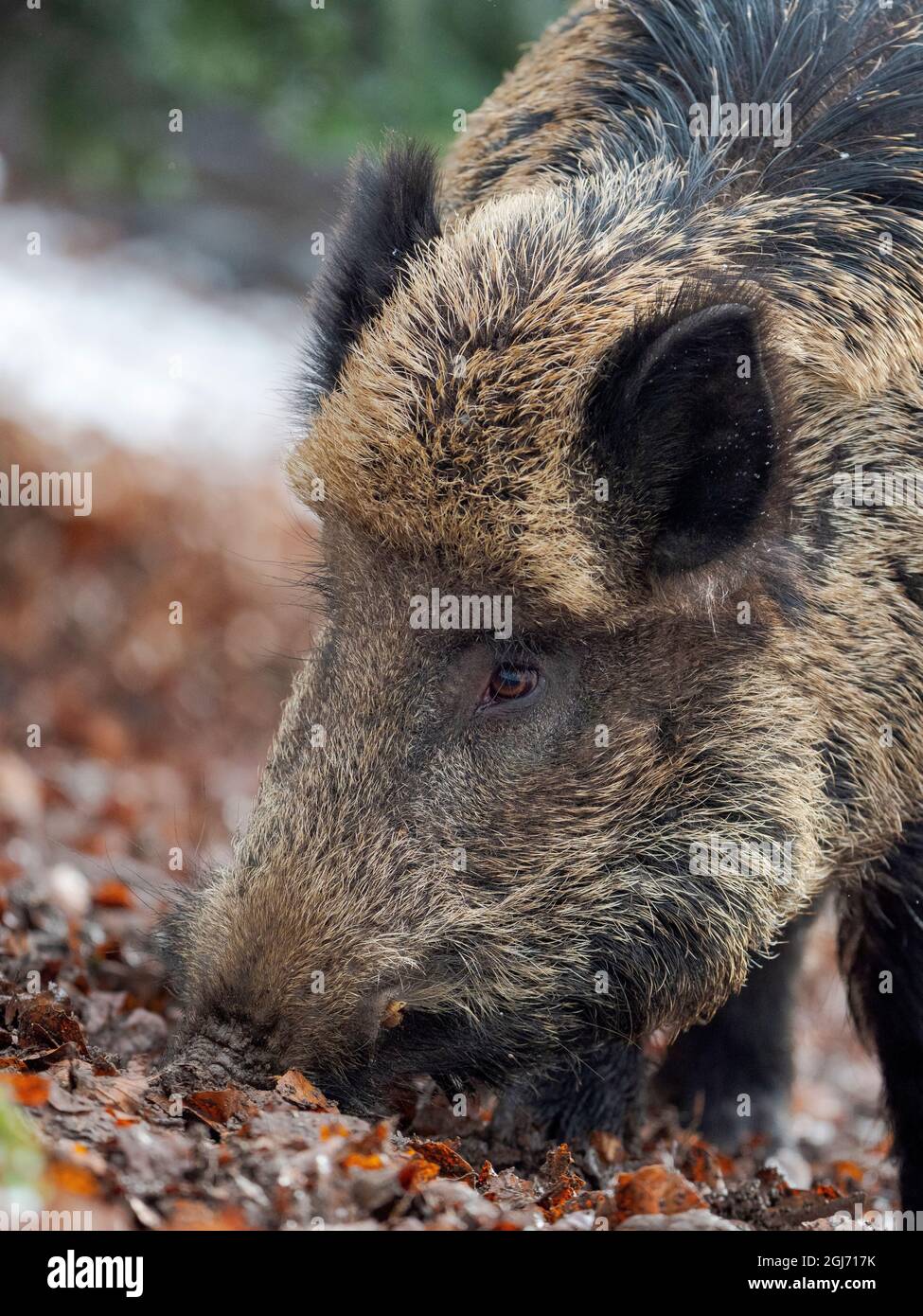 Wild boar (Eurasian wild pig, Sus scrofa) during winter in high forest ...