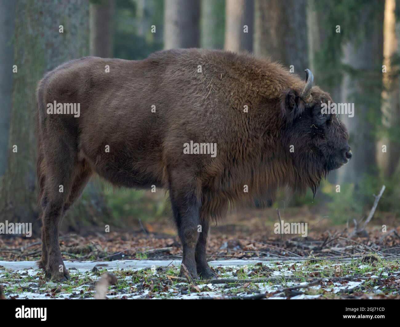 Wisent or European bison (Bison bonasus, Bos bonasus) during winter ...