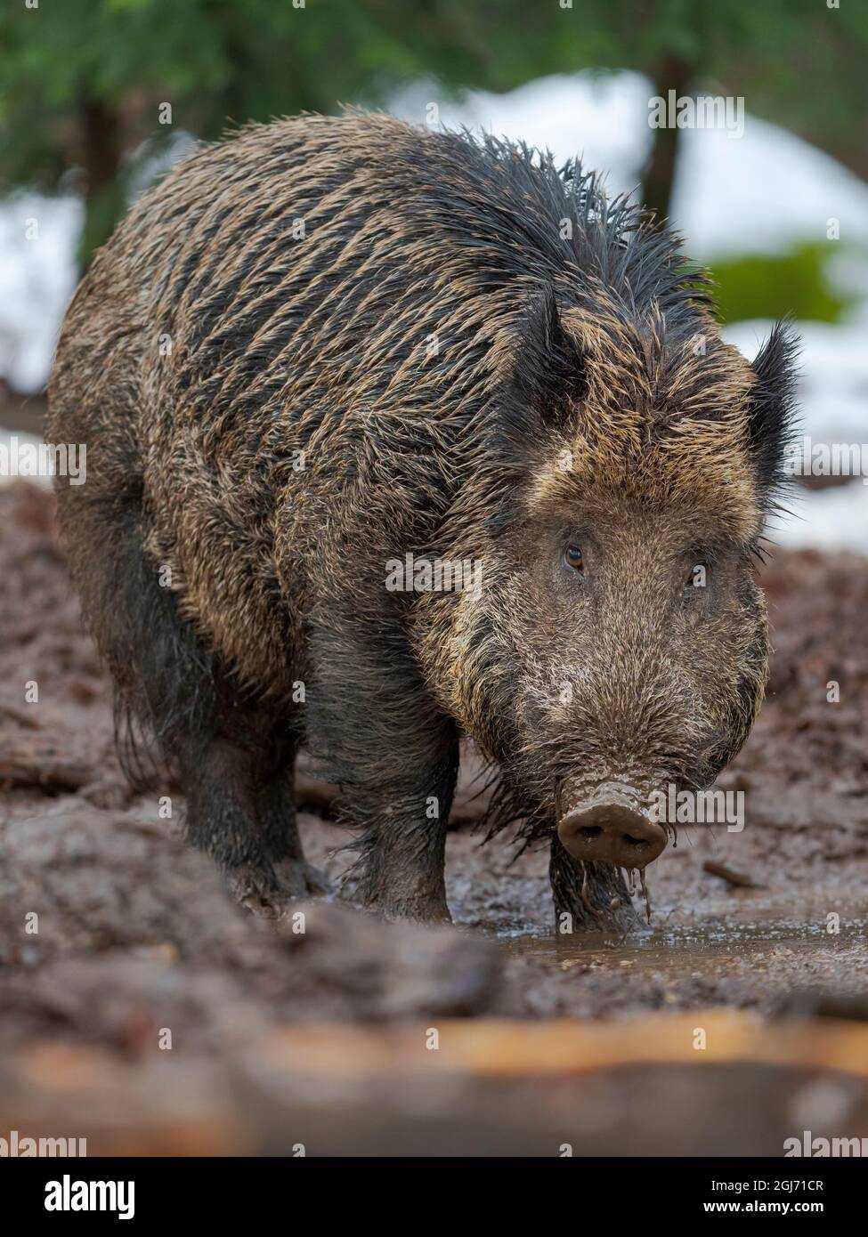 Wild boar (Eurasian wild pig, Sus scrofa) during winter in high forest ...