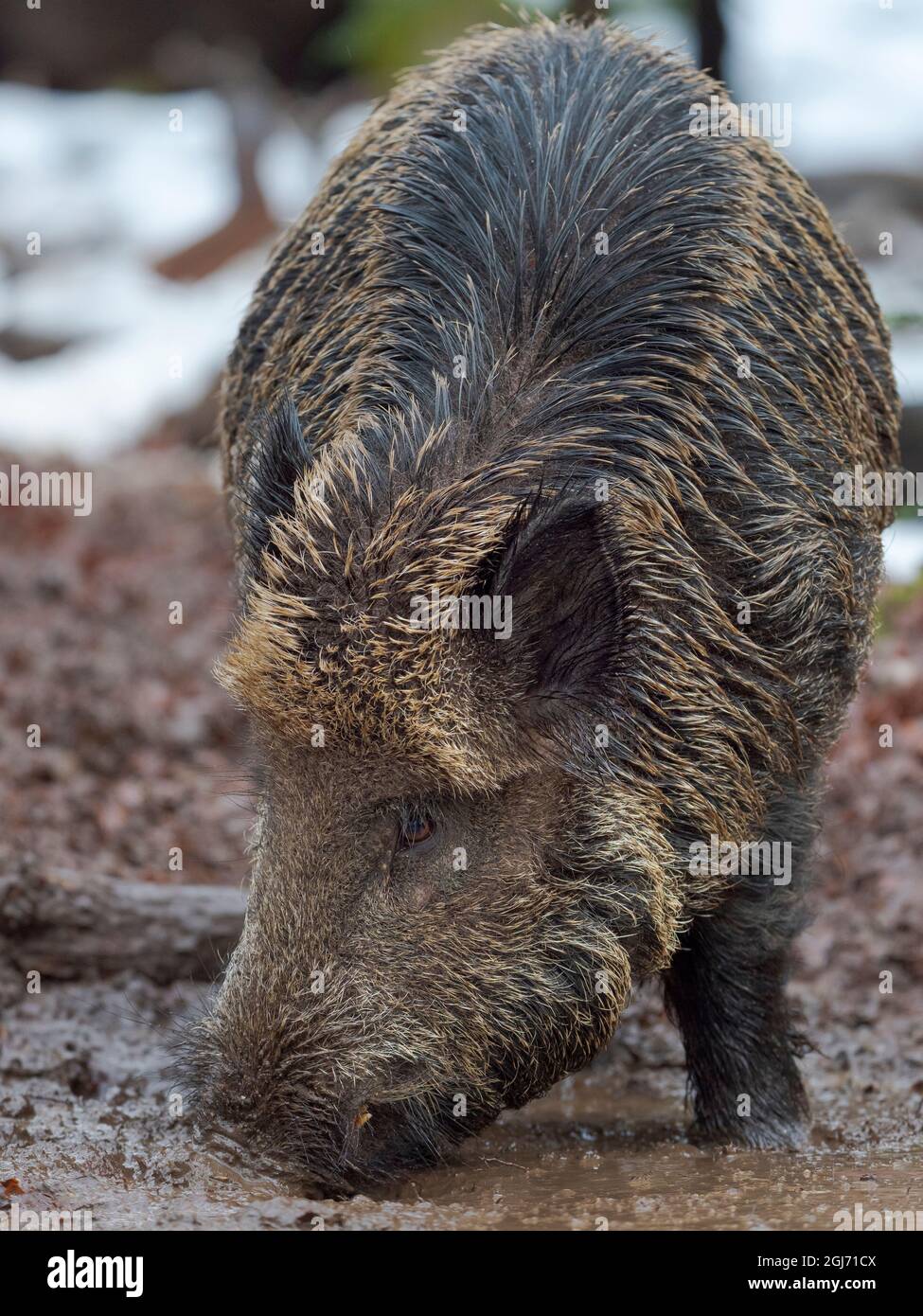 Wild boar (Eurasian wild pig, Sus scrofa) during winter in high forest ...