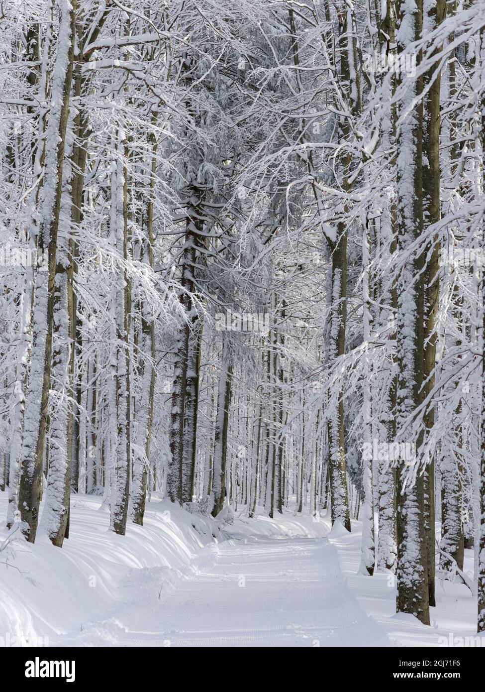Snowy hiking path. Winter at Mount Lusen in National Park Bavarian ...
