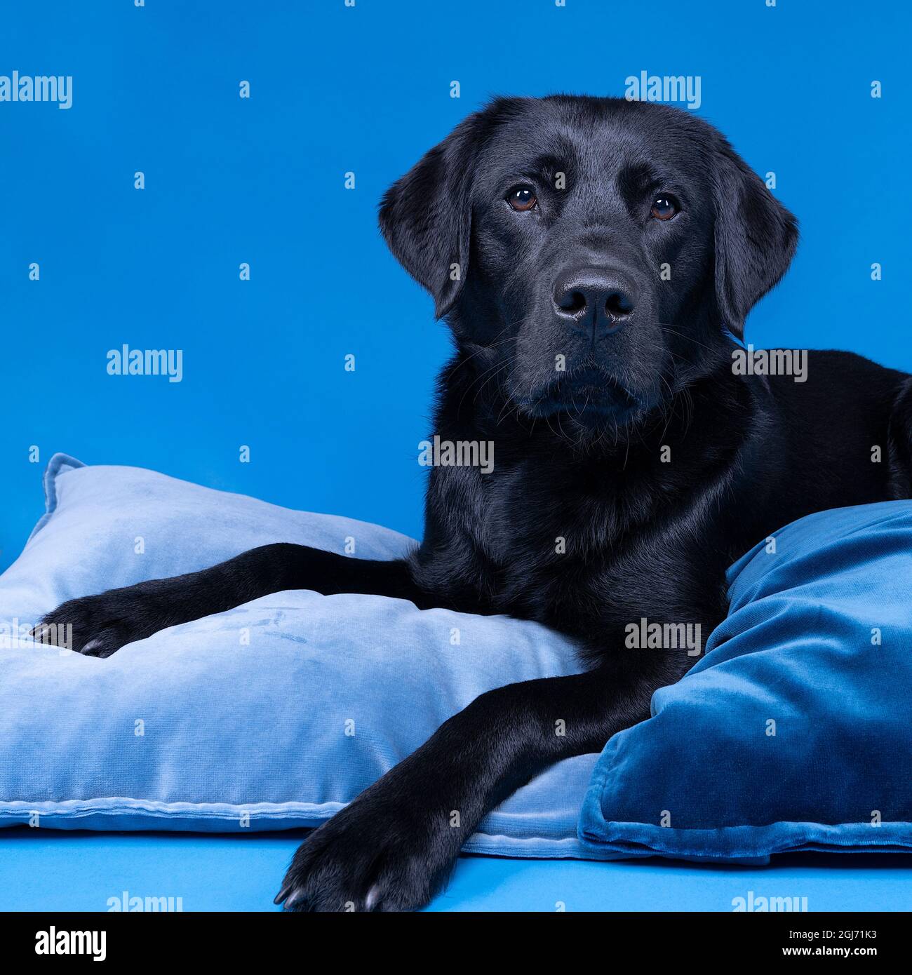 A Studio shot of a Black labrador dog with brown eyes isolated on ...