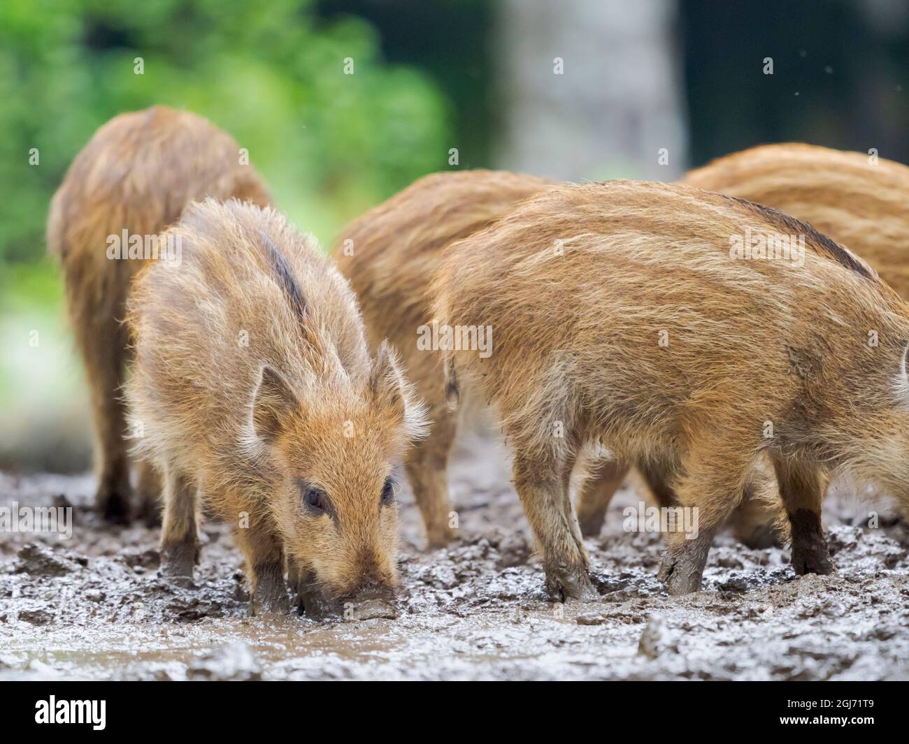 Young boar, piglet. Wild Boar (Sus scrofa) in Forest. National Park ...