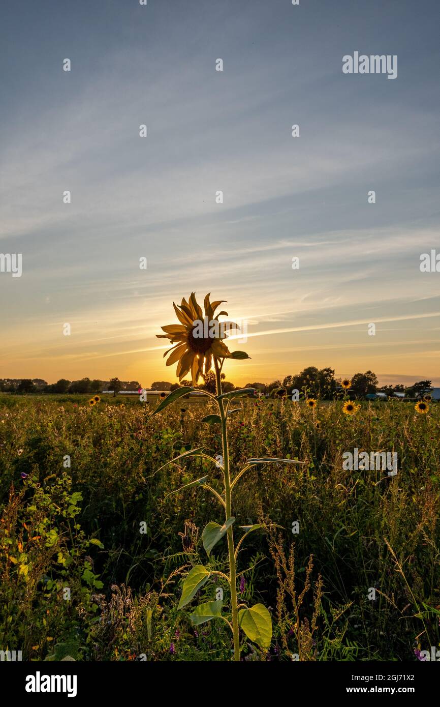 Evening sun sunflower hi-res stock photography and images - Alamy