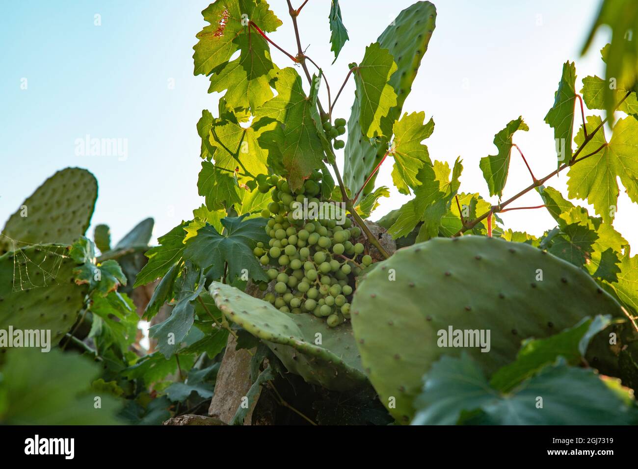 Santorini grapes hi-res stock photography and images - Alamy