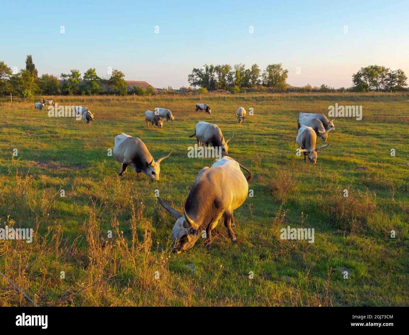Hungarian Grey or Hungarian Steppe Cattle (Magyar Szuerke), an ancient ...