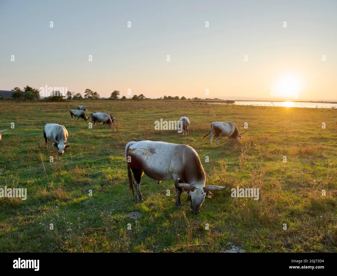 Hungarian Grey or Hungarian Steppe Cattle (Magyar Szuerke), an ancient ...
