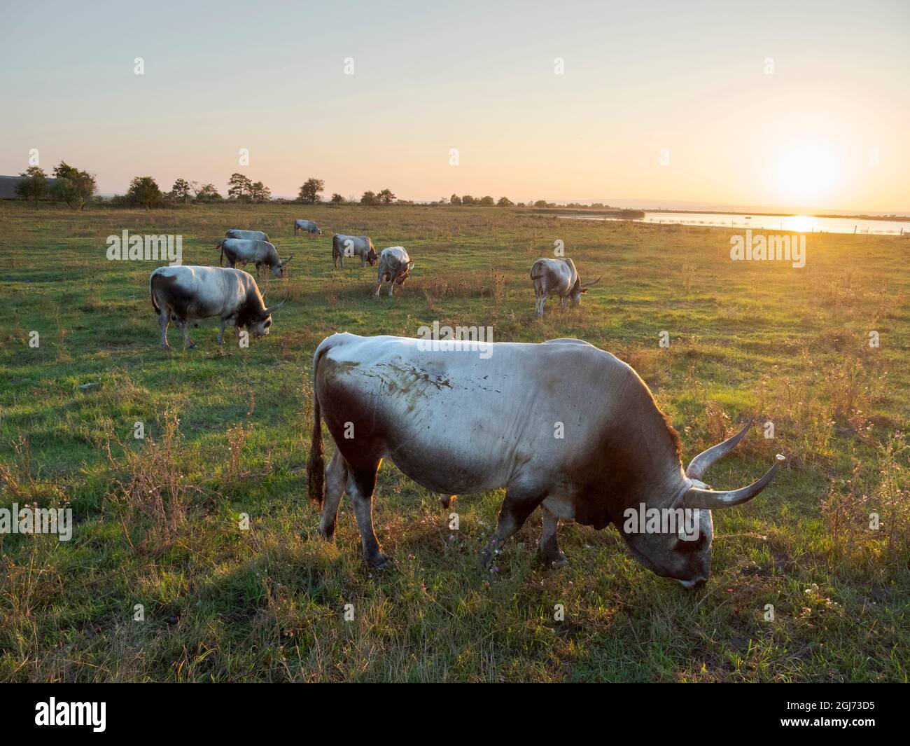Hungarian Grey or Hungarian Steppe Cattle (Magyar Szuerke), an ancient ...