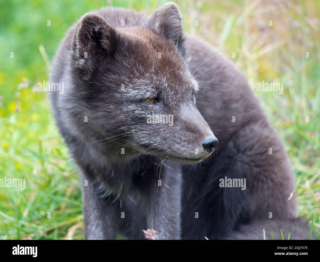 Arctic Fox (Vulpes lagopus, Alopex lagopus), Melrakkasetur Islands ...