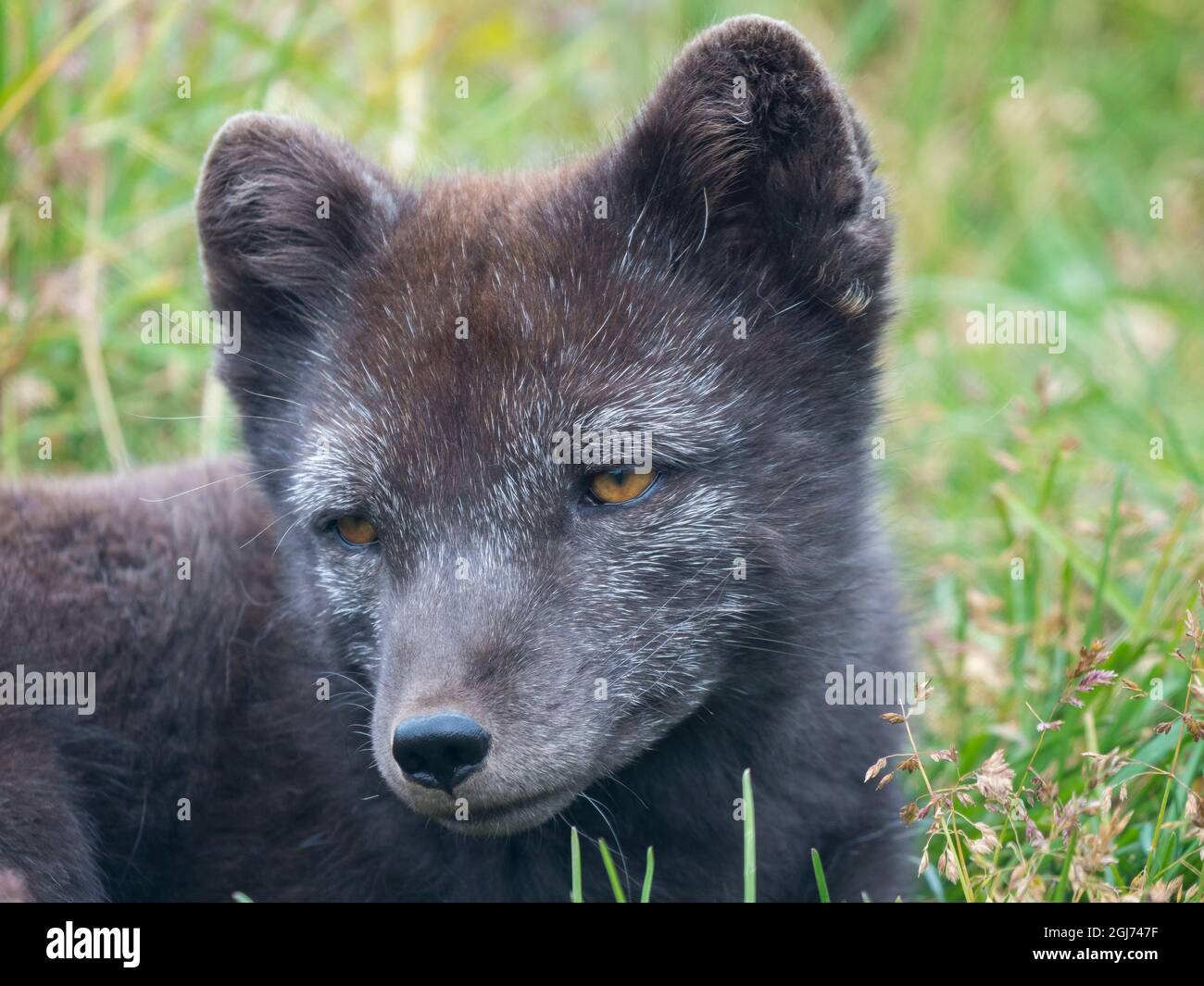 Arctic Fox (Vulpes lagopus, Alopex lagopus), Melrakkasetur Islands ...