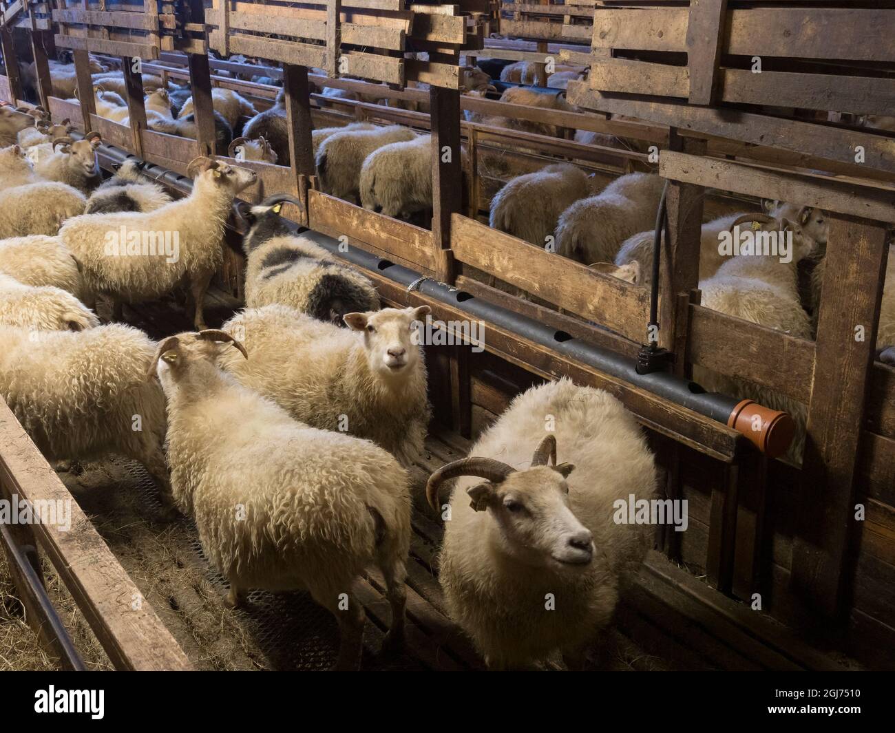 Barn with sheep. Traditional farm near Vik i Myrdal during winter after ...