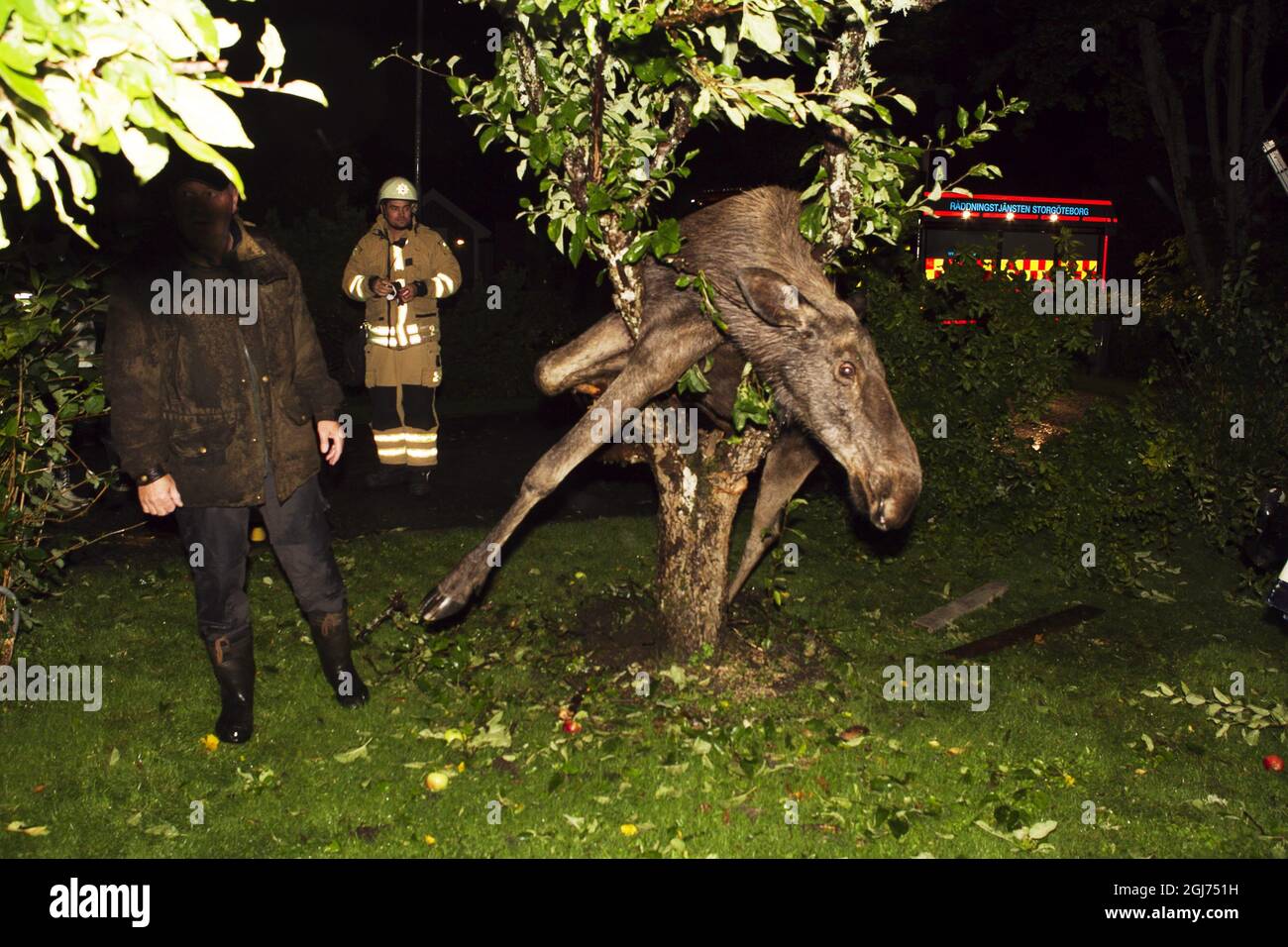 A moose is seen stuck in an apple tree in Gothenburg, Sweden, September ...