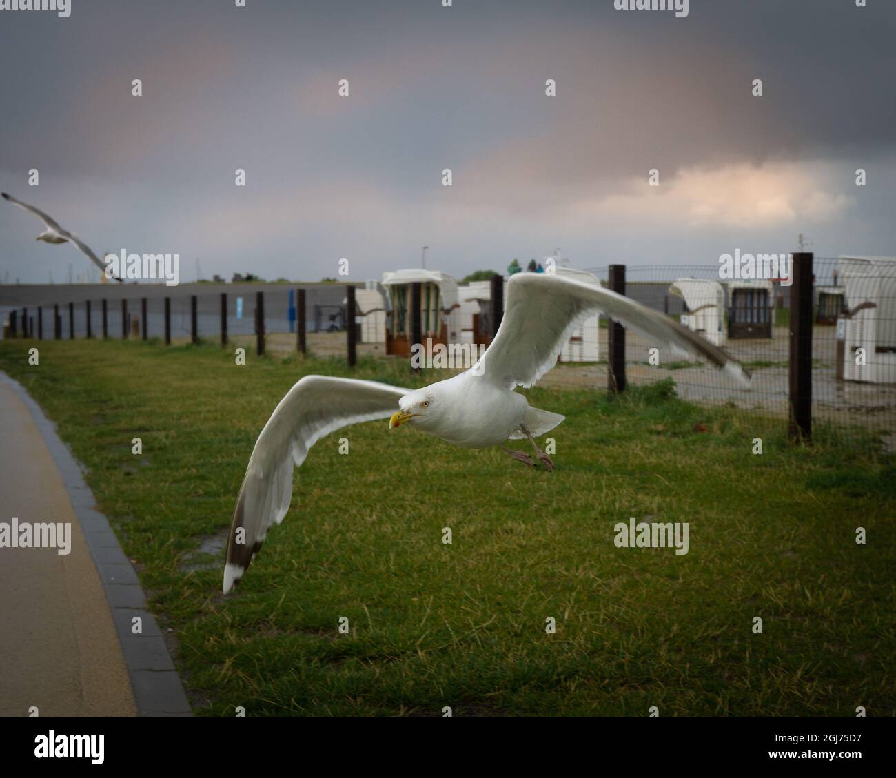 Scenic shot of a seagull flying around on shore of the sea Stock Photo ...