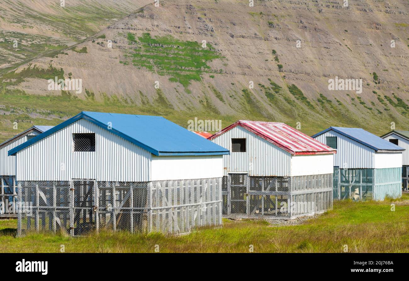 Typical huts for drying fish at the shore of Dyrafjordur fjord. The ...