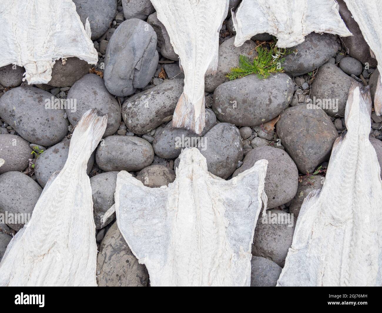 Traditional drying of fish. Museum of local history of the Westfjords ...