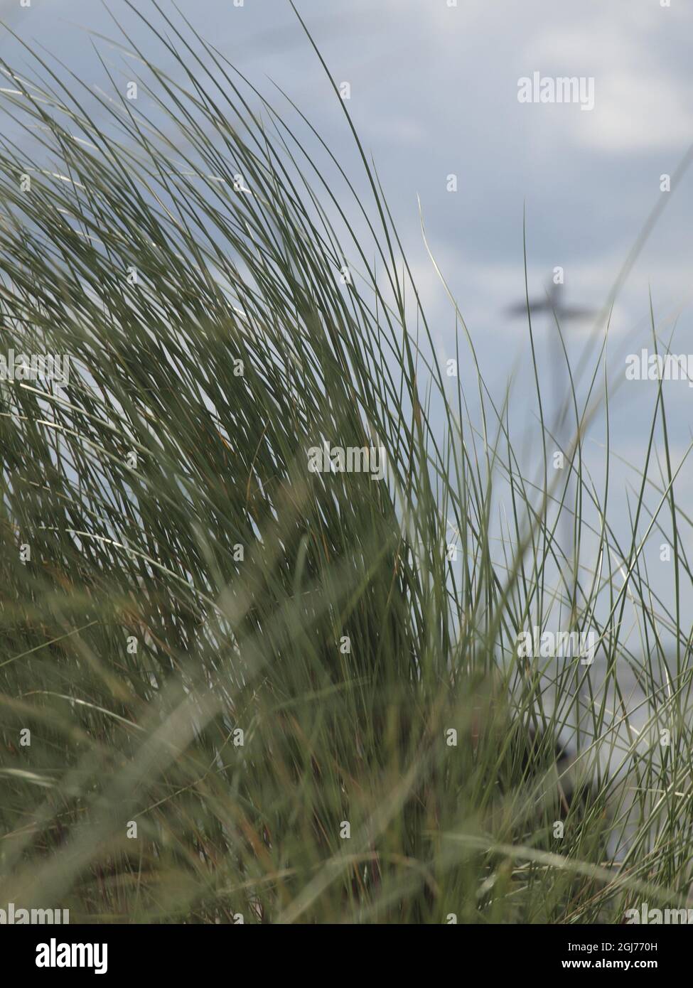Vertical shot of tall grass blowing in the wind Stock Photo - Alamy