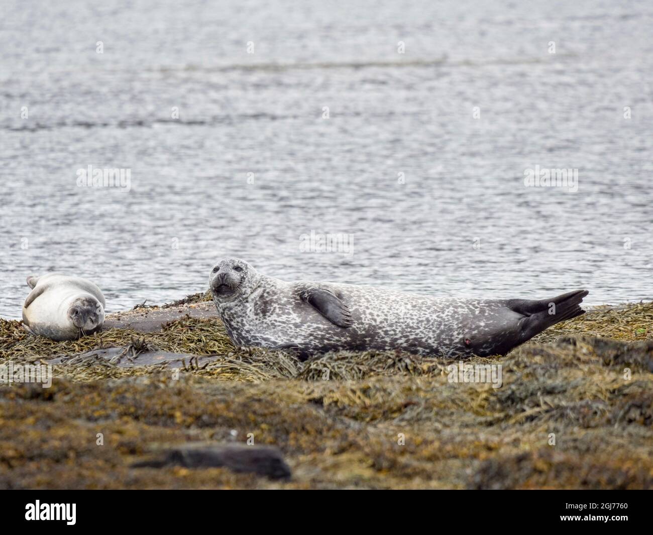 Harbor Or Common Seal Near Hvitanes At The Coast Of Iceland The