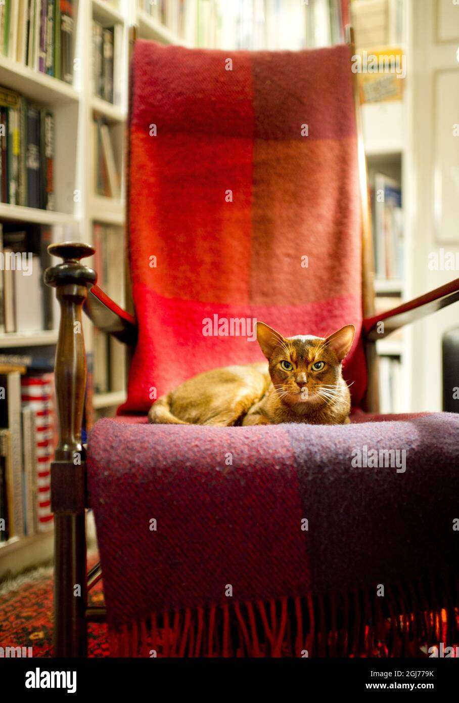 Four year old Negus is seen posing for the camera in his home in Bastad ...