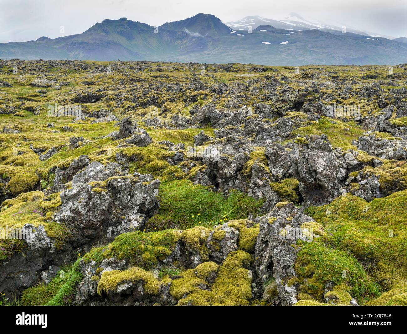 Lava flow covered with moss, volcano Snaefellsjokull in the background ...