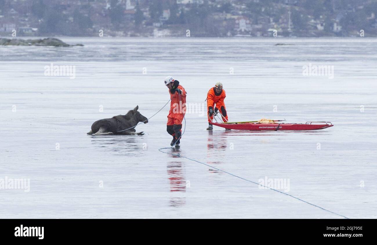 Slippery animals hi-res stock photography and images - Alamy