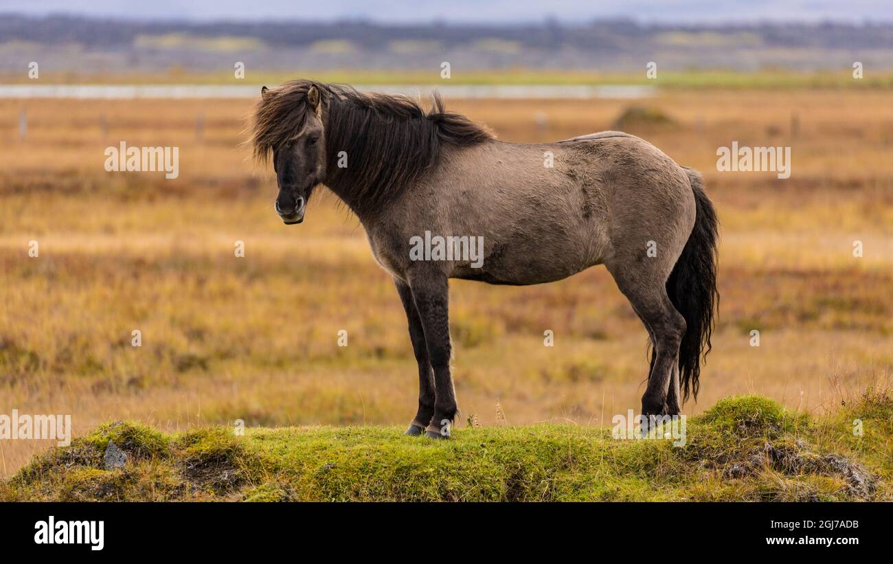 Europe, Iceland. Rugged Icelandic horses endure tough weather Stock ...