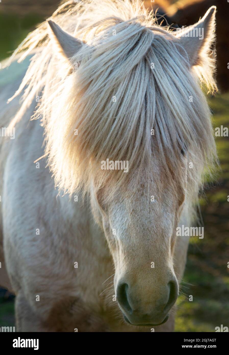 Shaggy horse hi-res stock photography and images - Alamy
