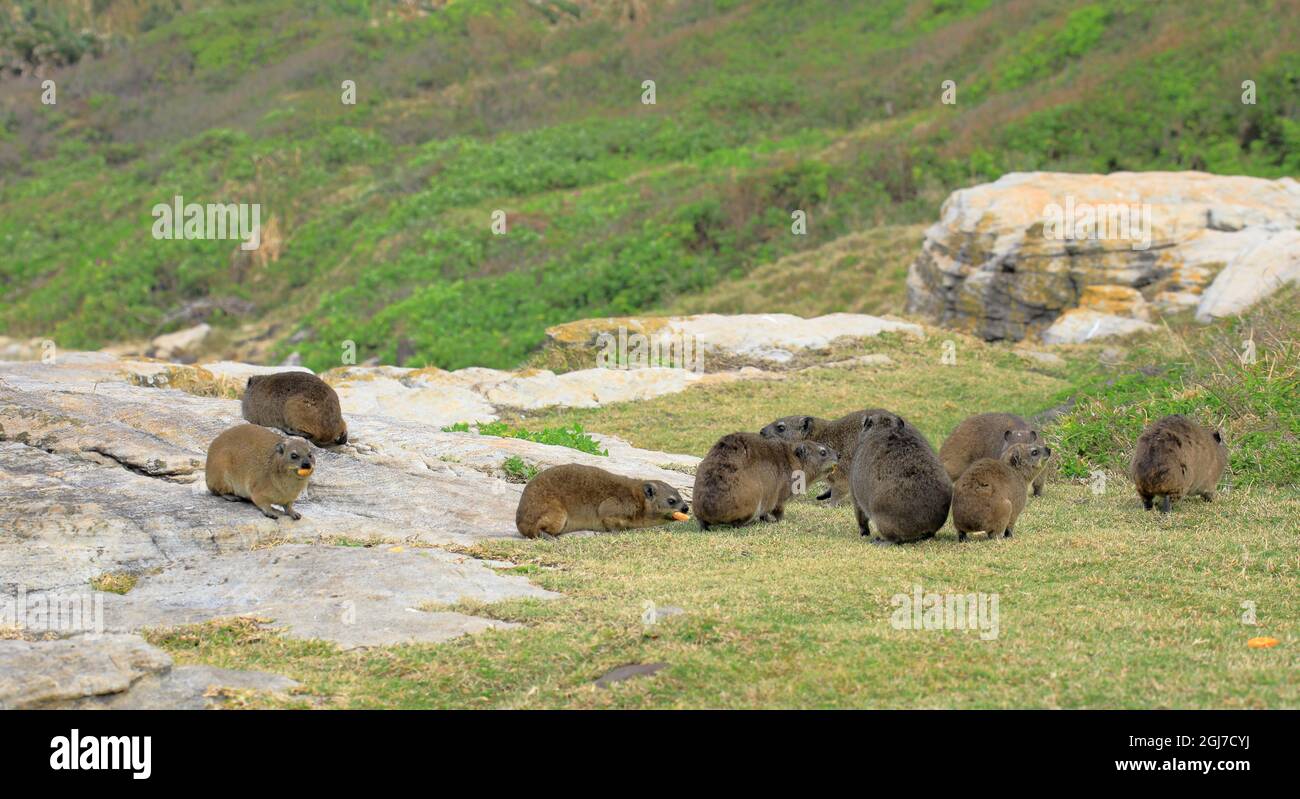Group of Cape Dassies (Procavia capensis ssp. Capensis) on rocks and ...