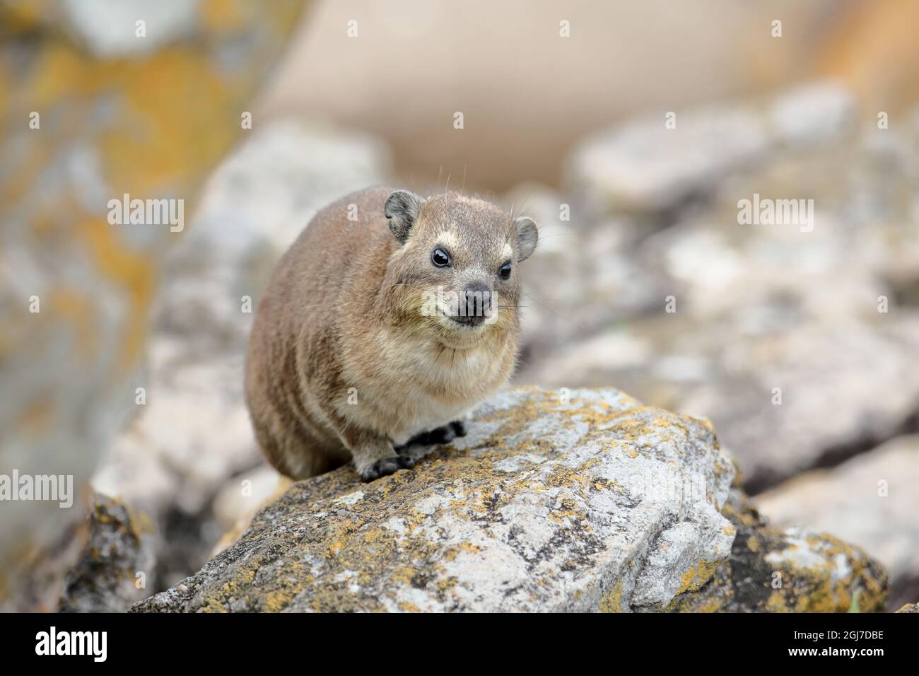One Cape Dassie (Procavia capensis ssp. Capensis) between rocks, South ...
