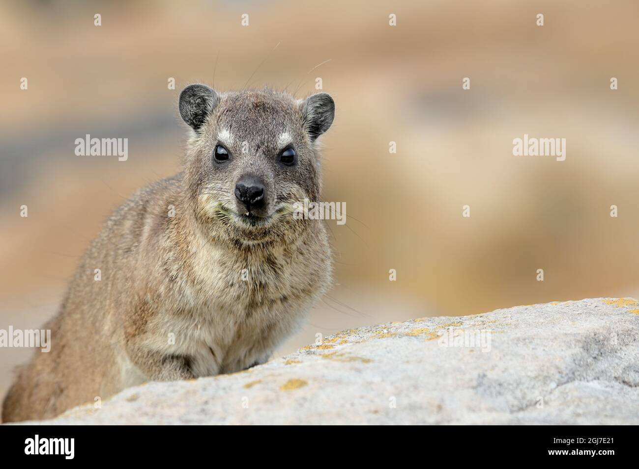 Cape town national park hi-res stock photography and images - Alamy