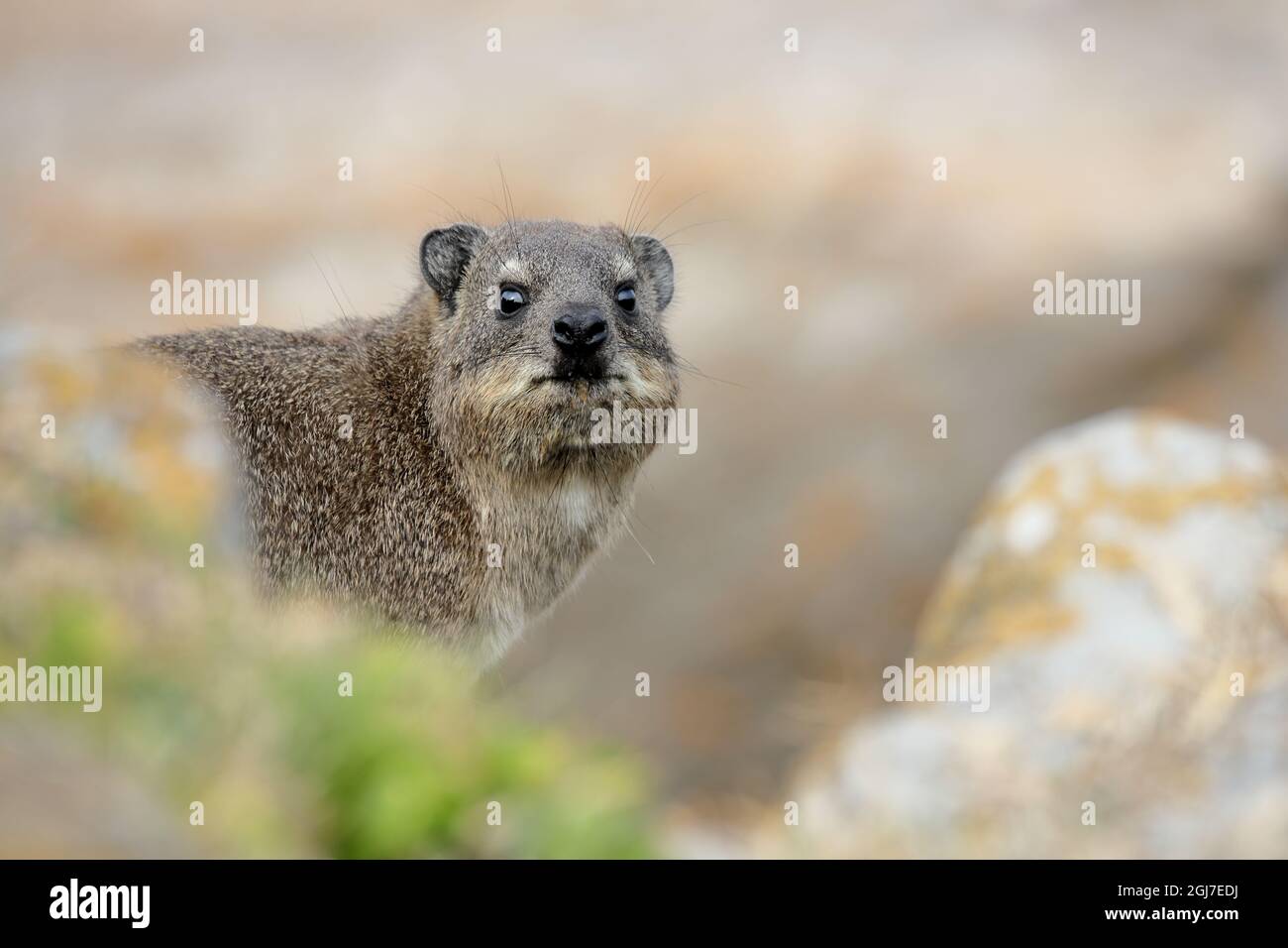 One Cape Dassie (Procavia capensis ssp. Capensis) on rocks, South ...