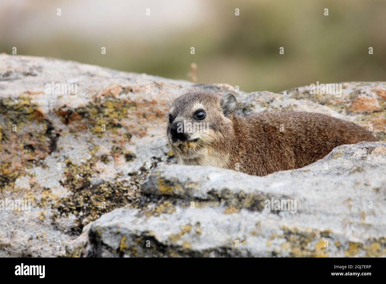 One Cape Dassie (Procavia capensis ssp. Capensis) between rocks, South ...