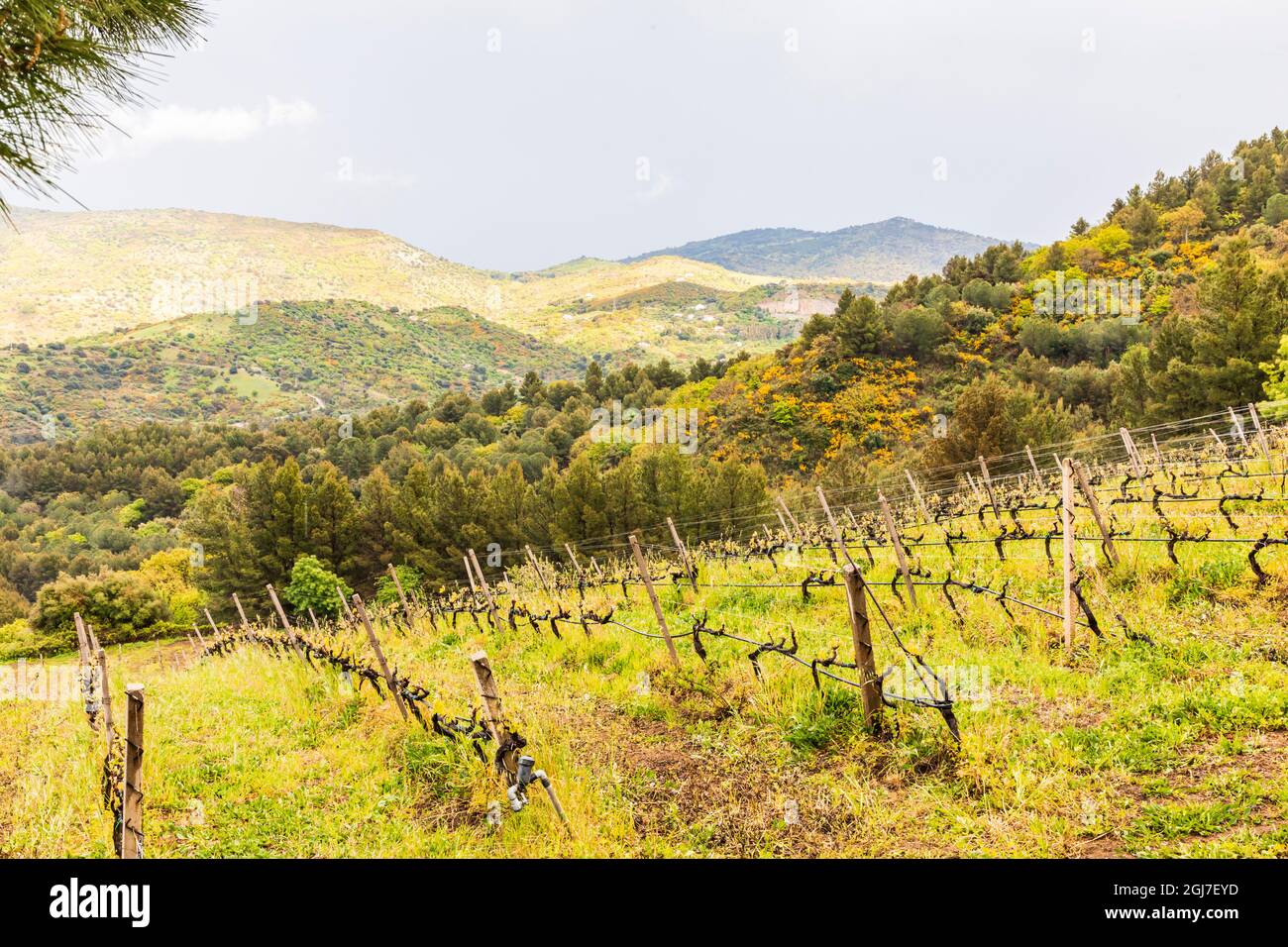 Italy, Sicily, Palermo Province, Castelbuono. Rural vineyards near ...