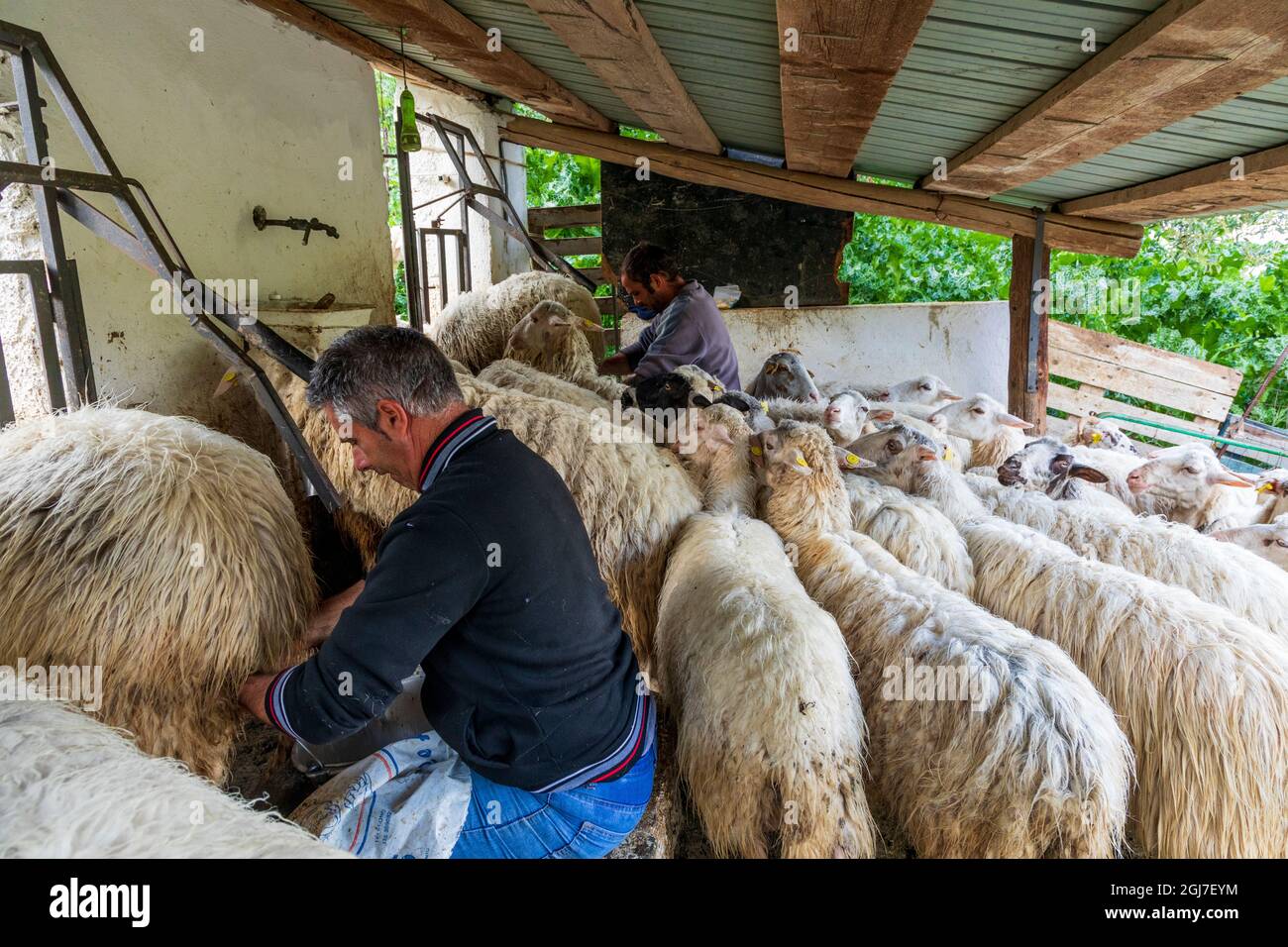 Italy, Sicily, Polina. April 11, 2019. Milking sheep in rural Pollina ...