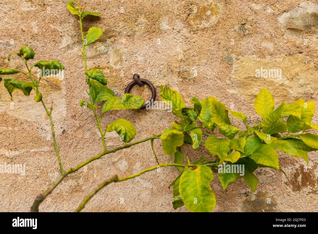 Italy, Sicily, Palermo Province, Castelbuono. Lemon tree branches ...