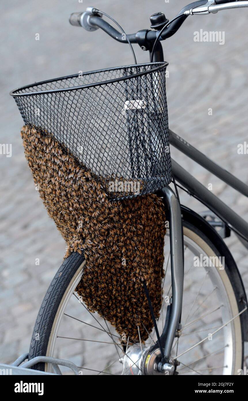 KRISTIANSTAD 2012-07-23 A swarm of bees took up resident in this ...