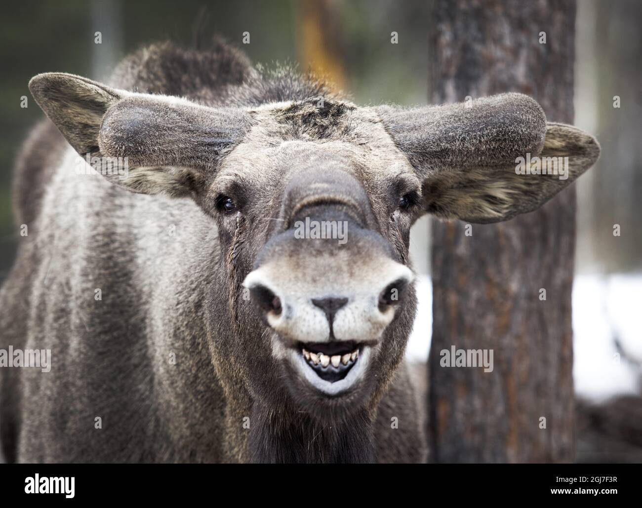 A Moose by the name "Moses" is seen smiling every time someone ...