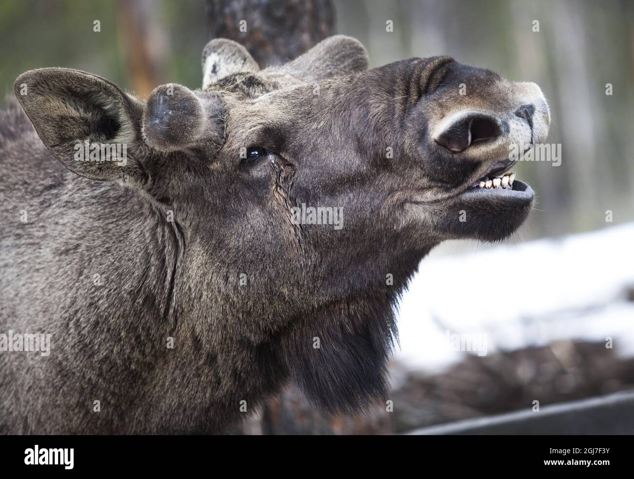 A Moose by the name "Moses" is seen smiling every time someone ...