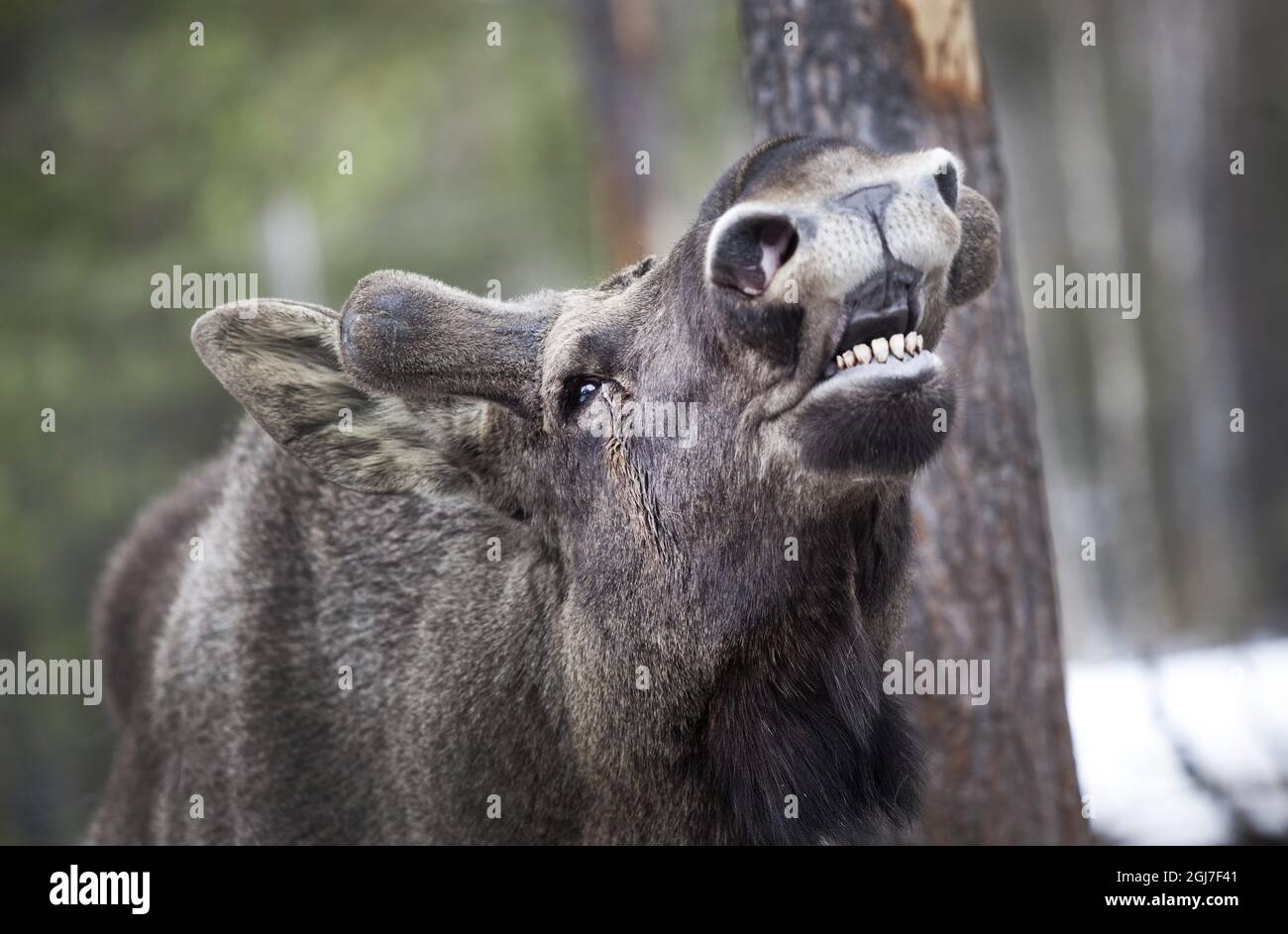 Funnycardscollection hi-res stock photography and images - Alamy