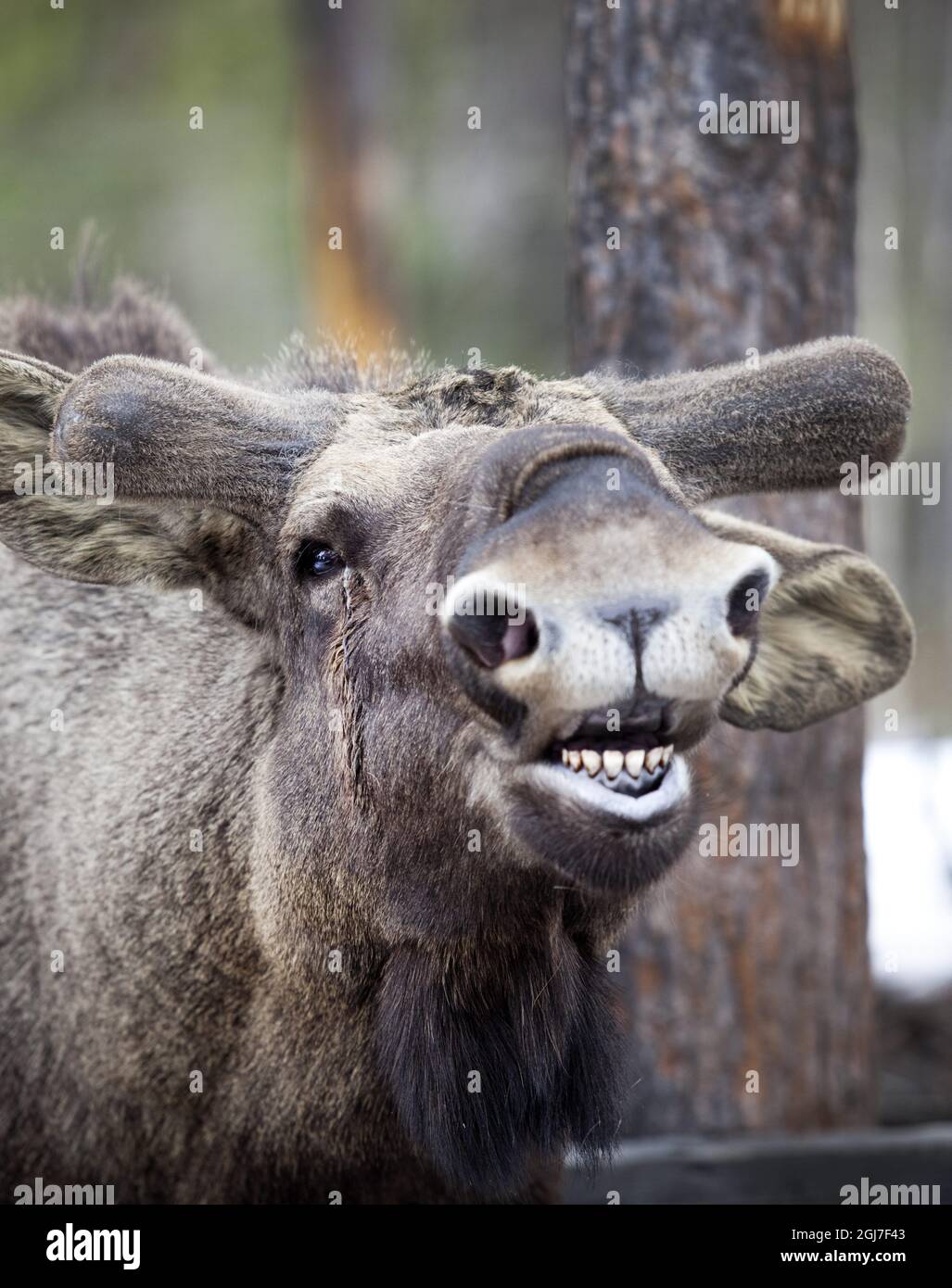 Scanipxgenre hi-res stock photography and images - Alamy