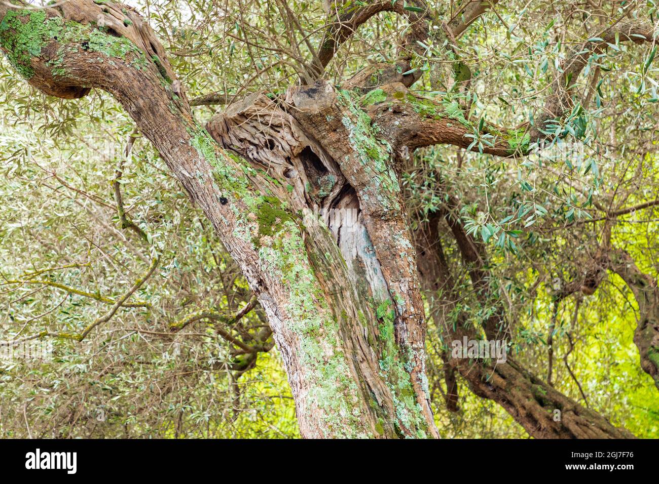 Gnarled olive tree hi-res stock photography and images - Alamy