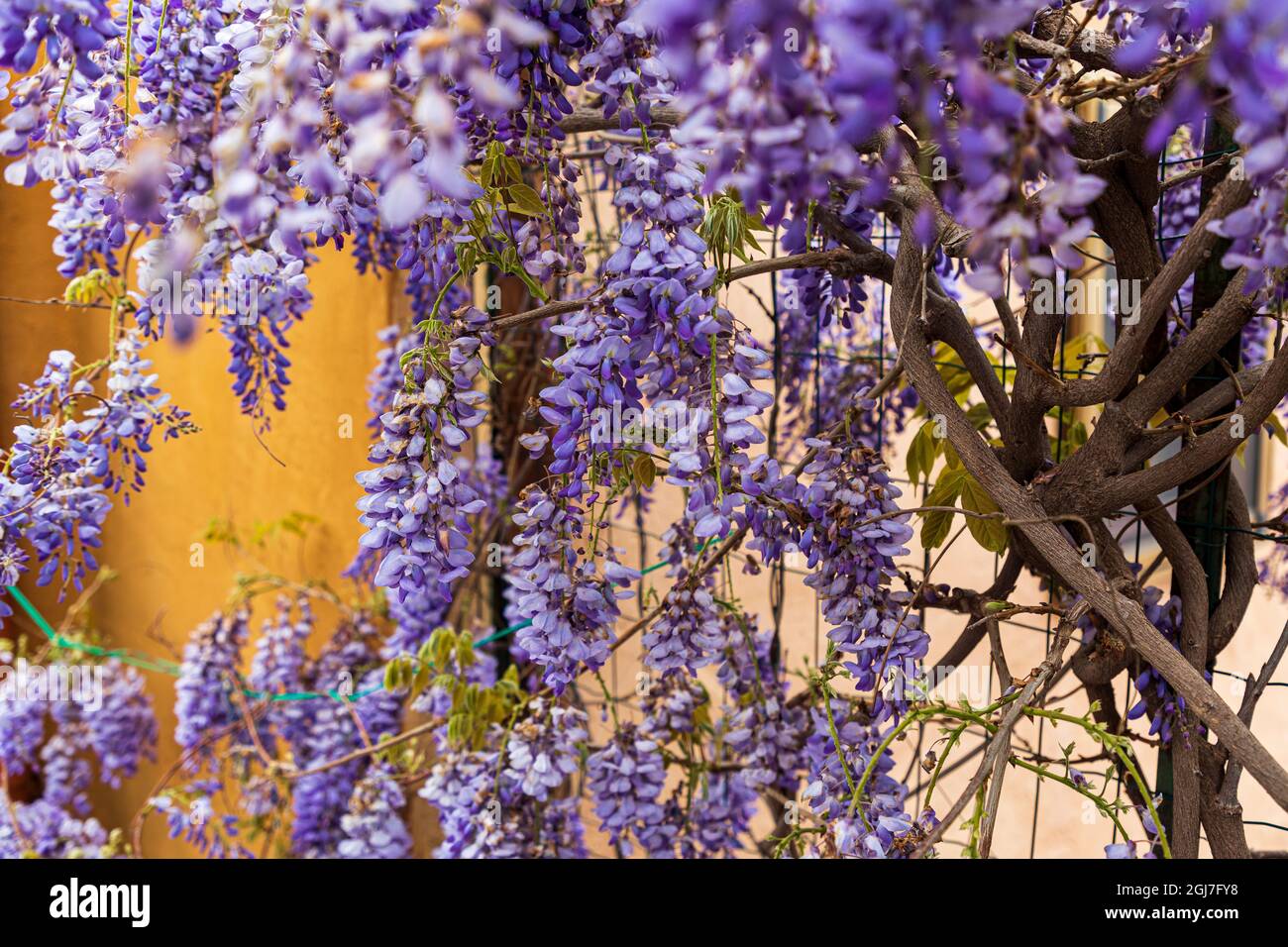 Italy, Sicily, Messina Province, Tripi. Wisteria flowers hanging in the ...