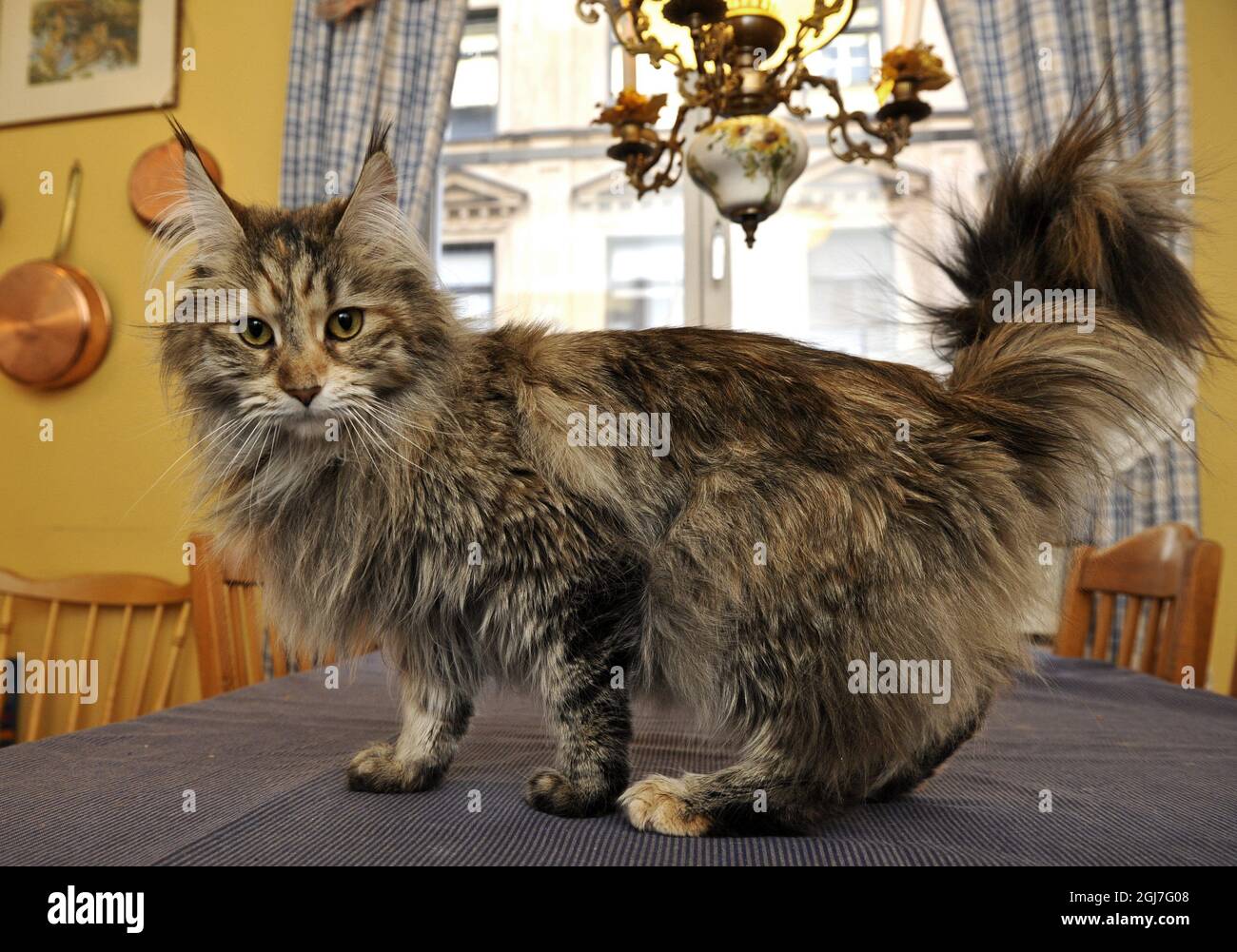 STOCKHOLM 20110202 Maine Coon Cat A cat of Main Coon breed is ...