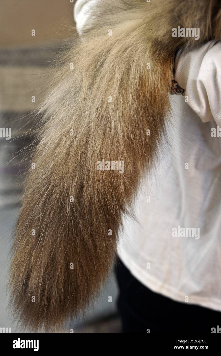 STOCKHOLM 20110202 Maine Coon Cat ((tail) A cat of Main Coon breed is ...