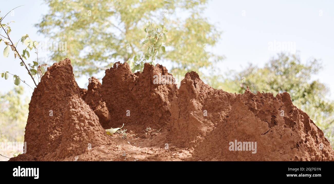 Anthill in forest during day hi-res stock photography and images - Alamy