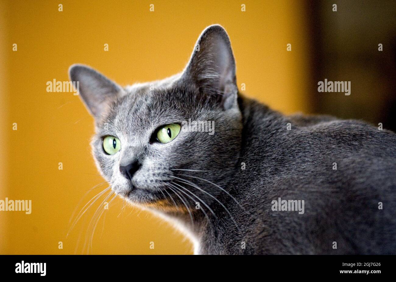 STOCKHOLM 20090612 Korat cat Korat is named after the Korat province in ...
