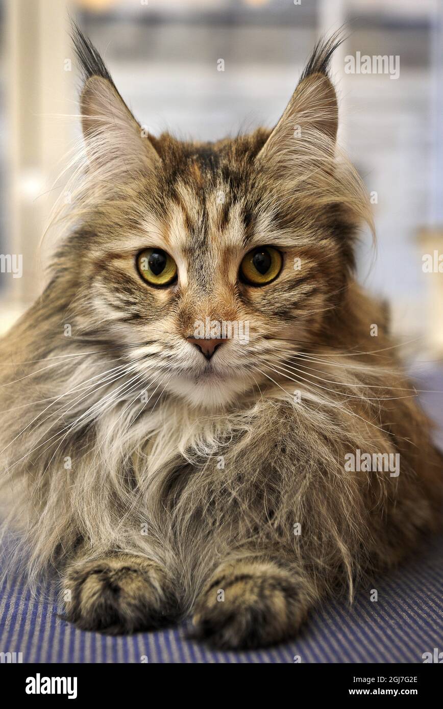 STOCKHOLM 20110202 Maine Coon Cat A cat of Main Coon breed is ...