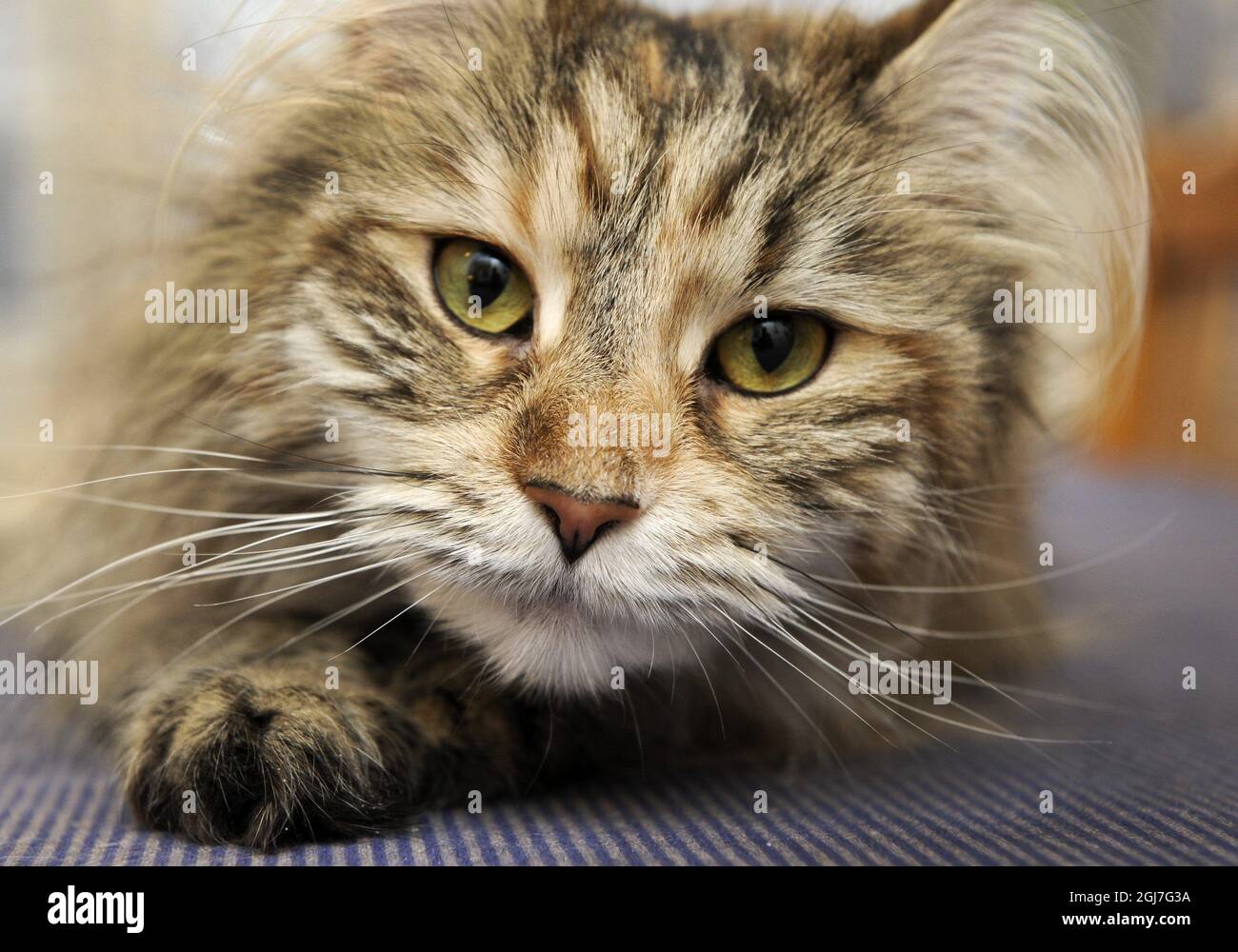 STOCKHOLM 20110202 Maine Coon Cat A cat of Main Coon breed is ...